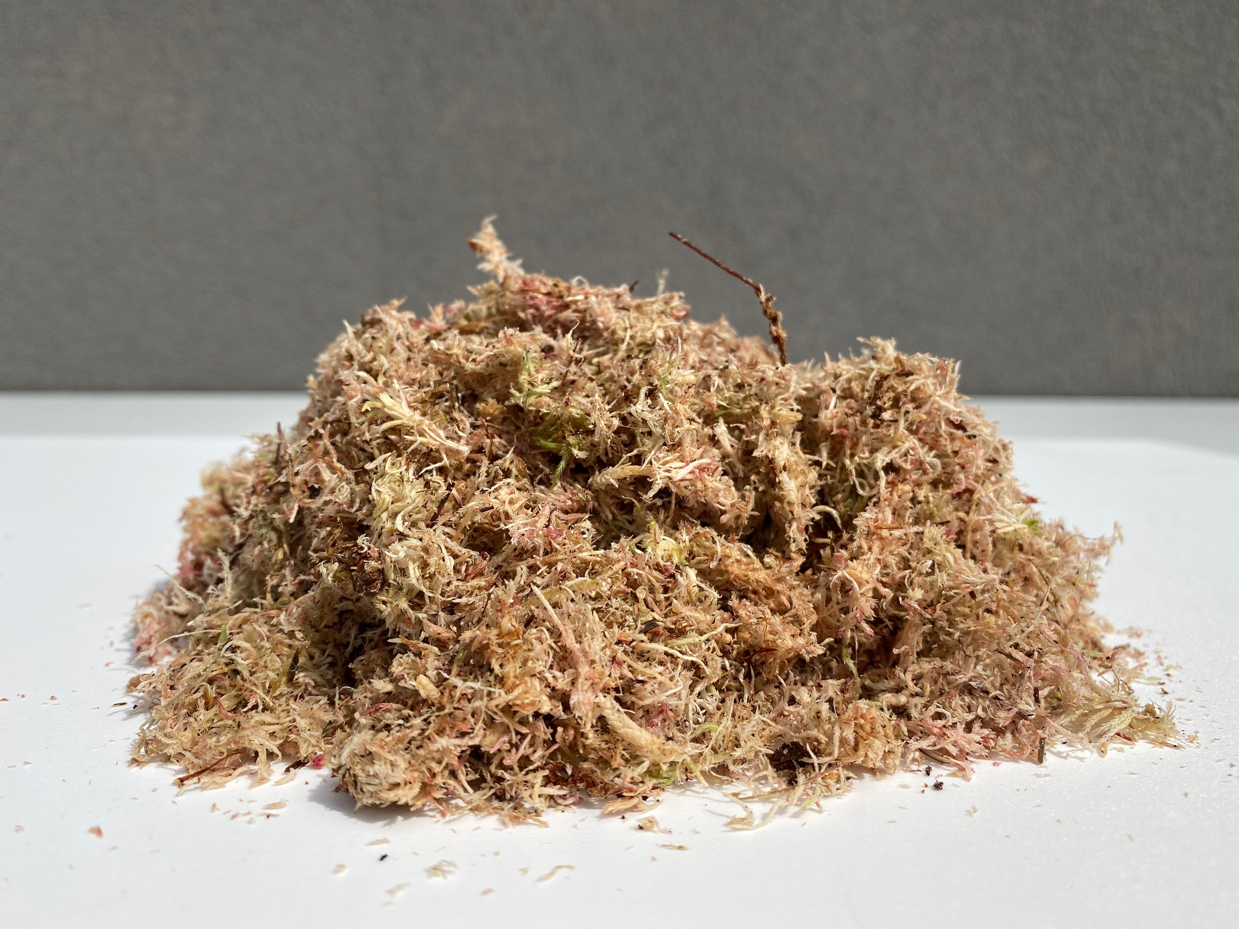 Rašeliník - Sphagnum moss – Bonsai_sk